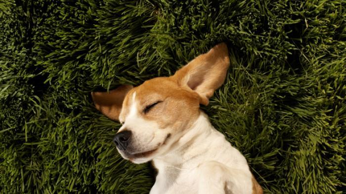 Sifat dan Karakter Shio Anjing, Setia, Jujur Namun Tak Pandai ...