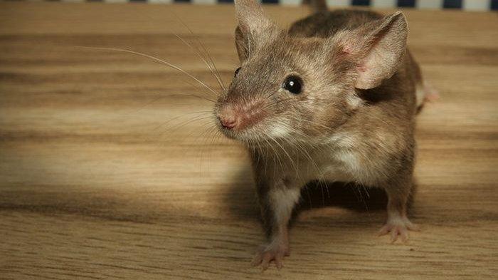 Seringkali Dianggap Pertanda Sial, Inilah 6 Arti Mimpi Digigit Tikus ...