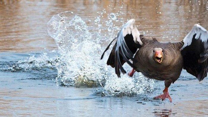 5 Arti Mimpi Dikejar Angsa Jadi Pertanda Baik Soal Pekerjaan dan Jodoh ...