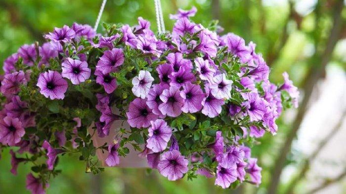 7 Jenis Bunga dan Tanaman Hias yang Cocok Digantung di Teras Rumah, Apa ...