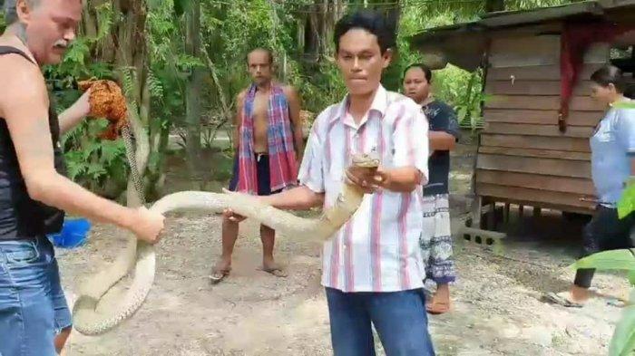VIDEO Detik-detik Bule Tangkap Ular King Cobra yang Masuk Rumah Warga - Halaman all - Tribunbatam.id