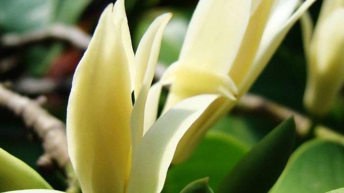 Walaupun Sering Dianggap Mistis, Bunga Kantil Ternyata Banyak Khasiat ...