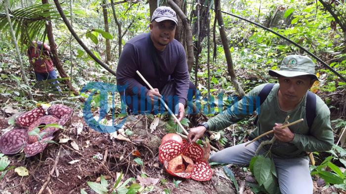 Ternyata Bukan Raffles yang Pertama Menemukan Bunga Rafflesia. Begini ...