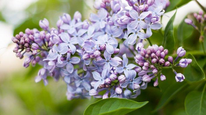 8 Bunga Paling Harum di Dunia, Tanam di Sekitar Rumah agar Wangi ...