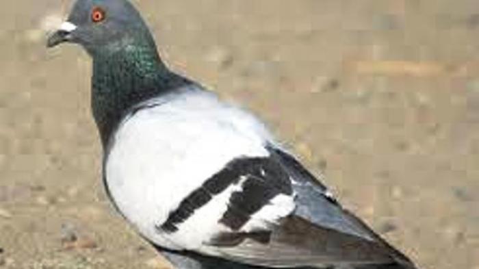Sejarah Burung Merpati Jadi Pengirim Surat, Awalnya Dilatih Untuk ...