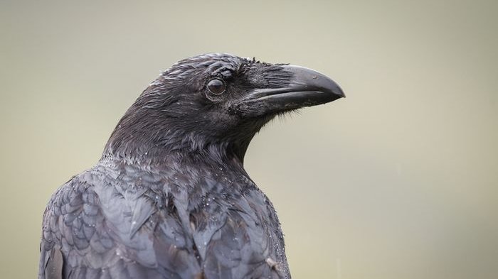 Inilah 4 Hewan Terpandai di Dunia, Burung Ini Pandai Fisika. Begini ...