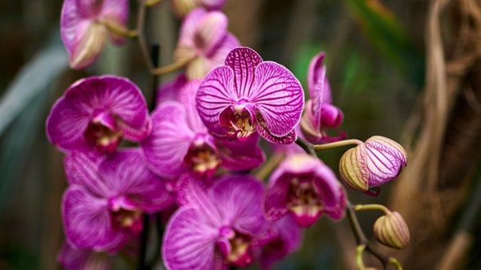 FANTASTIS! Inilah 5 Bunga Termahal di Dunia, Harganya Melebihi Rumah ...