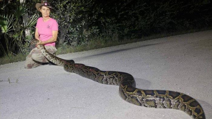 Kisah Pemburu Ular di Florida di Tengah Pandemi Corona, Temukan Ular ...