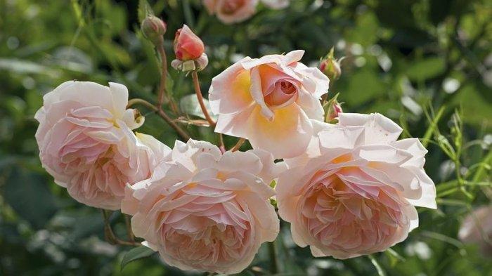 Daftar 6 Bunga Termahal di Dunia, Salah Satunya Shenzhen Nongke Orchid ...