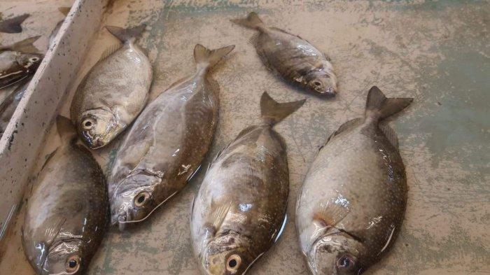 The Catch of Fishermen Decreased, The Chinese New Year Dingkis Fish is ...