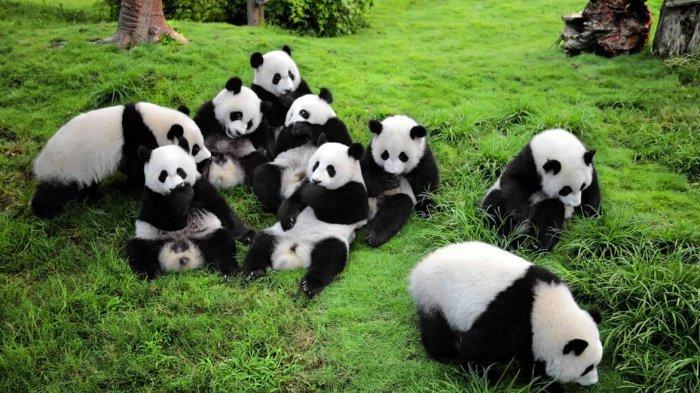 Ingin Lihat Panda di China? Kunjungi 7 Tempat Wisata Populer di Chengdu ...