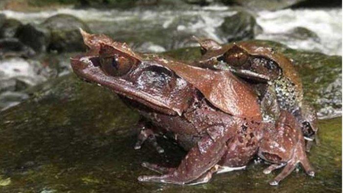 Endangered Animals was Found! The New Horned Frog Species from ...