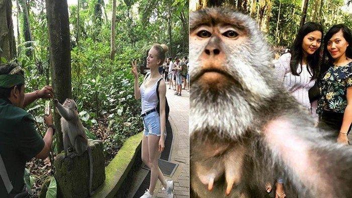 Viral, Monyet seakan bisa Selfie dengan Pengunjung di Monkey Forest ...