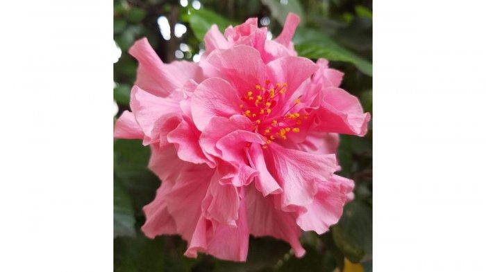 Ternyata Daun Bunga Sepatu Bisa Sembuhkan Sejumlah Penyakit, Begini ...