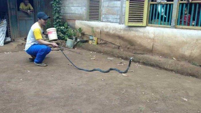 Ular Kobra - Korban Tewas Bertambah akibat Digigit Ular, Meninggal di ...