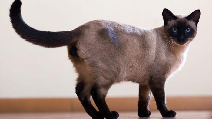 Perlu Anda Tahu. Inilah Sejarah Penyebaran Kucing di Dunia - Tribunbatam.id