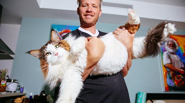 Ini Kucing Raksasa di Dunia, Berat 13 Kilogram dan Panjang 1,2 Meter ...