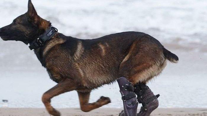 Anjing Militer Ini Terima Penghargaan Tertinggi, Selamatkan Pasukan ...