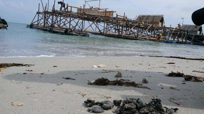 Minyak Hitam Buangan Kapal Tanker Cemari Pesisir Pantai Bintan - Tribunbatam.id