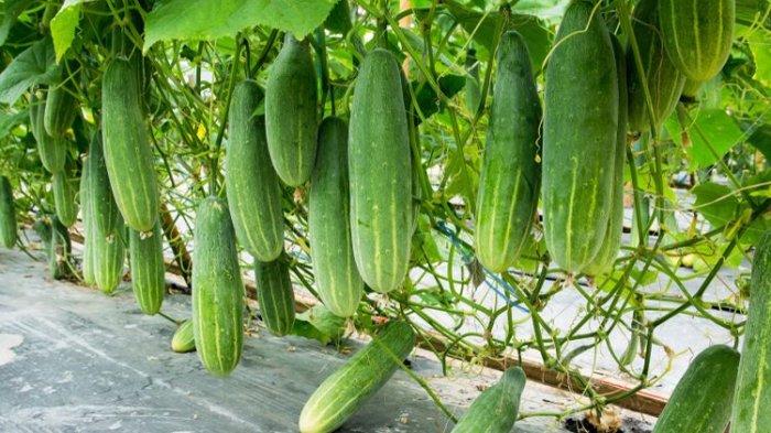 Begini Cara Menanam Timun di Lahan Terbatas, Gunakan Polybag Lebih ...
