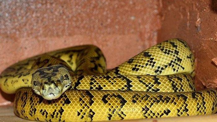 2022 Tahun Cobaan, Berikut Ramalan Asmara & Hoki Shio Ular Elemen Kayu ...