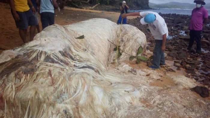 Filipina Heboh! Makhluk Raksasa Berbulu Putih Terdampar di Pantai ...