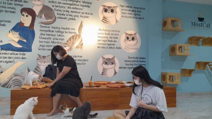 MostCat Cafe Tempat Nongkrong di Batam Sambil Bermain dengan Kucing ...