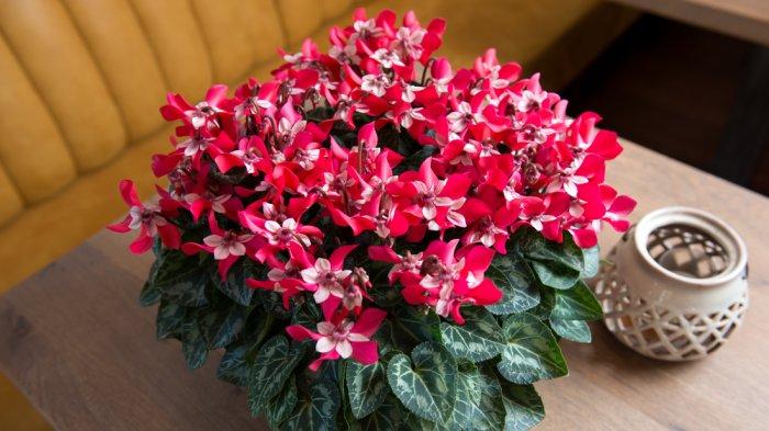 7 Tanaman Bunga Berwarna Merah, Cocok untuk Dekorasi Rumah Sambut Imlek ...