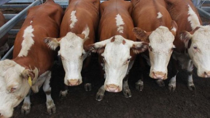 Ramalan Shio Sapi 2020, Tahun Tikus Logam Cukup Baik Bagi Kehidupan ...