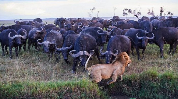 Saat Singa Lari Tunggang Langgang Diserbu Puluhan Ekor Kerbau ...