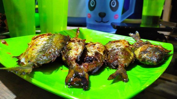 IMLEK 2021 di Kepri dan Ikan Dingkis, si 'Emas Hidup' yang Dipercaya Bawa Hoki - Tribunbatam.id