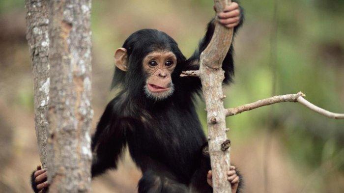 Texas A&M University Thomas : Nenek Moyang Manusia Berayun di Pohon dan ...