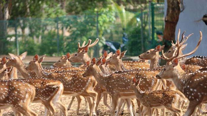 Keindahan Taman Rusa Sekupang, Sediakan Spot Foto Instagramable dan ...