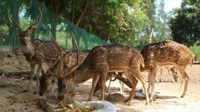 Taman Rusa Sekupang, Destinasi Wisata Edukasi untuk Masyarakat Batam ...