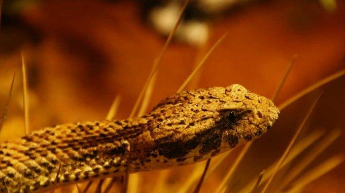 Inilah Ular Death Adder, Binatang Mematikan Pembunuh Polisi Brimob Asal ...