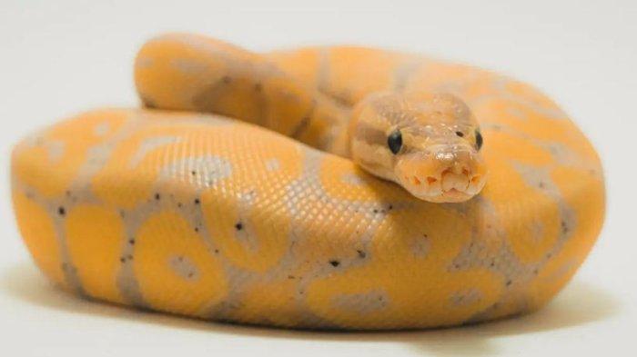 Hari Ular Sedunia 16 Juli 2022, Simak Sejarahnya dan Lima Jenis Ular ...