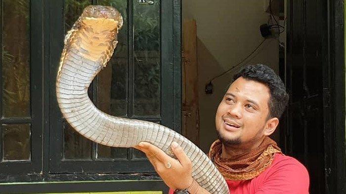 Terlihat Mirip tapi Tidak Sama, Apa Perbedaan Ular Kobra dengan King ...