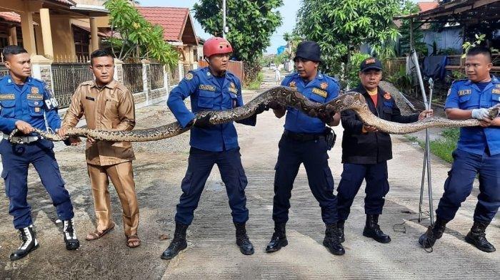 Ular Piton Sepanjang 4 Meter Masuk ke Rumah Warga Usai Banjir di Padang ... Ular Piton Sepanjang 4 Meter Masuk ke Rumah Warga Usai Banjir di Padang ...