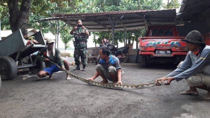 Menegangkan Penangkapan Ular Piton Sepanjang 4 Meter Di Plafon Rumah ...