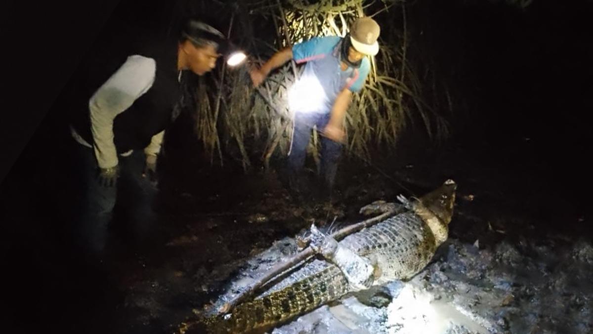 Cerita Nelayan Pulau Bulang Nekat Patroli Malam Tangkap Buaya Bermodal ...