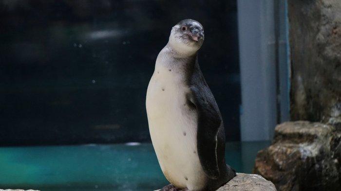 Wisata Jakarta: Melihat Lima Bayi Penguin yang Menetas di Ocean Dream ...