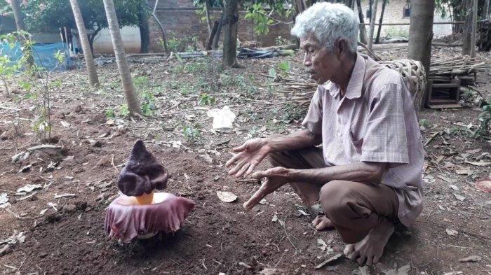 Saking Senangnya, Kakek ini Cabut Bunga Bangkai dan Ditanam di Depan ...