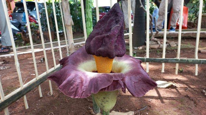 Bunga Bangkai Raksasa Tumbuh di Pondok Kopi, Berasal dari Tumbuhan ...