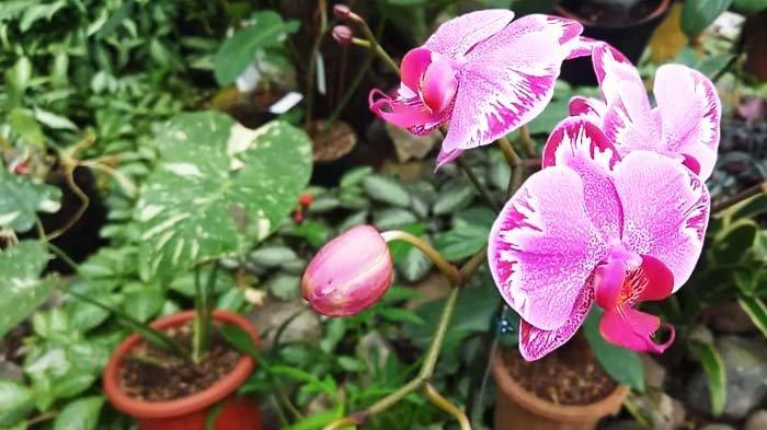 Griya Anggrek, Atraksi Baru di Kebun Raya Bogor ini Tawarkan Wisata ...