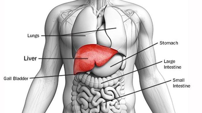 Berikut Ini Gejala, Penyebab, Hingga Pencegahan Infeksi Liver ...