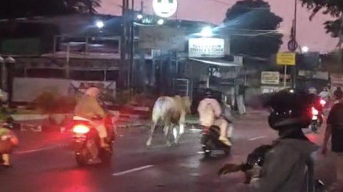 Satu Ekor Sapi Qurban Lepas dan Lari di Jalan Raya, Bikin Warga Panik ... Satu Ekor Sapi Qurban Lepas dan Lari di Jalan Raya, Bikin Warga Panik ...