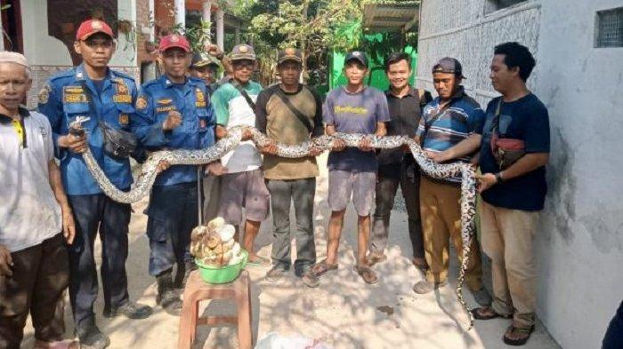 Makan Hewan Ternak Warga, Damkar Karawang Tangkap Ular Sanca Sepanjang ...