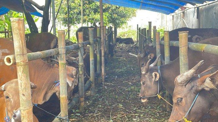 Tips Memilih Sapi yang Bagus dan Sehat untuk Kurban Idul Adha, Begini ...