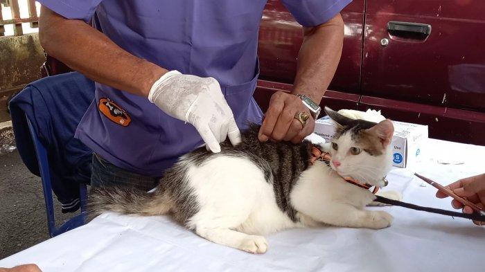 Kenali Ciri-ciri Hewan Rabies dan Pertolongan Pertama yang Wajib ...