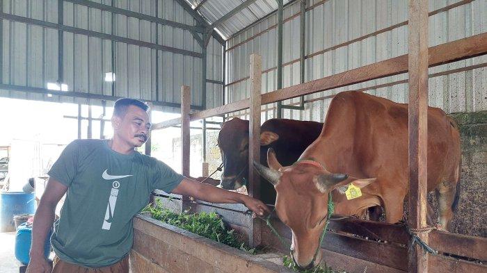 Pemkot Pangkalpinang Minta Distributor Maksimalkan Perawatan Sapi ...